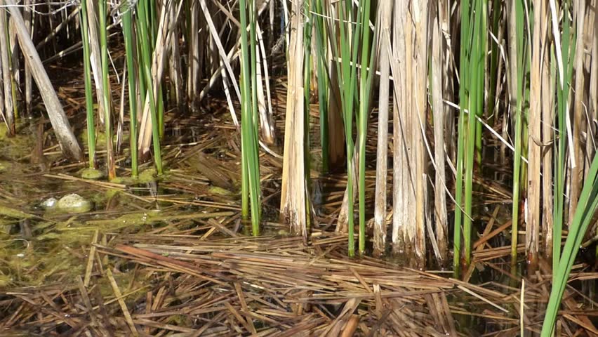 lake rushes Stock Footage Video (100% Royalty-free) 10441571 | Shutterstock
