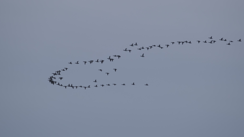Geese and ducks taking flight image - Free stock photo - Public Domain ...