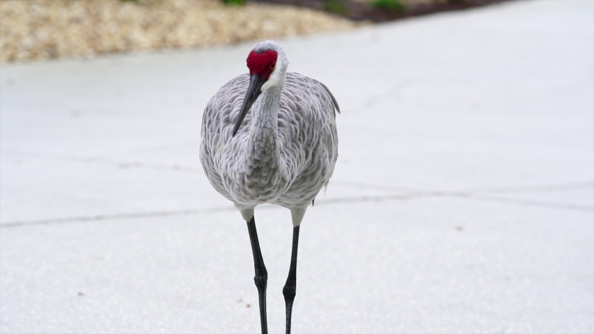 Close up of a Crane Bird image - Free stock photo - Public Domain photo ...