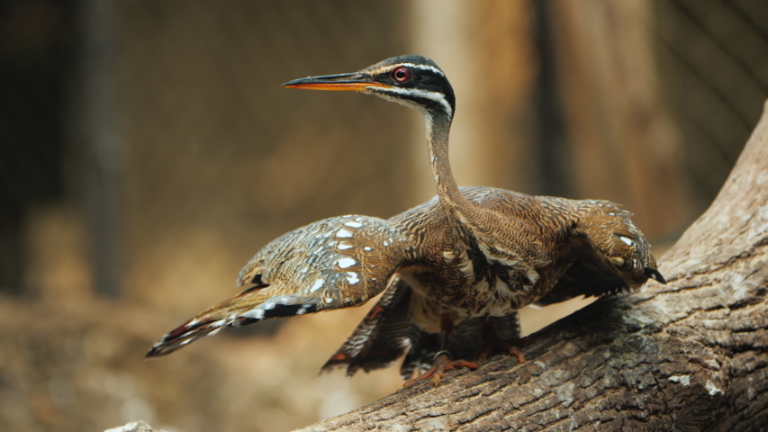 Sunbittern image - Free stock photo - Public Domain photo - CC0 Images