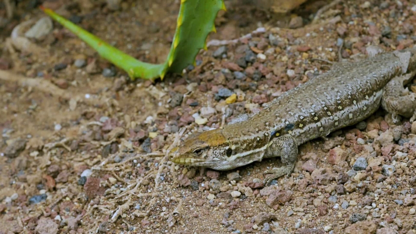 Gecko Footprint Stock Video Footage - 4K and HD Video Clips | Shutterstock
