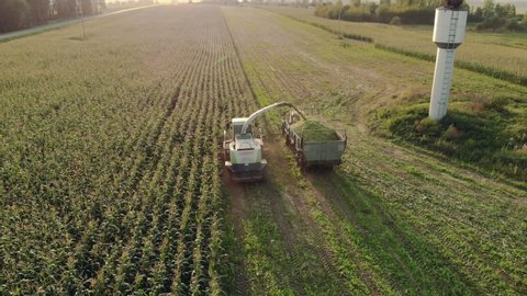 Forage Harvester Cuts Corn Using Reaping Stock Footage Video (100% ...