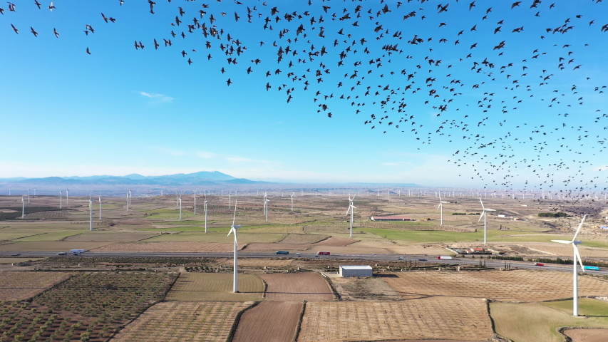 large flock birds aerial view wind Stock Footage Video (100% Royalty ...