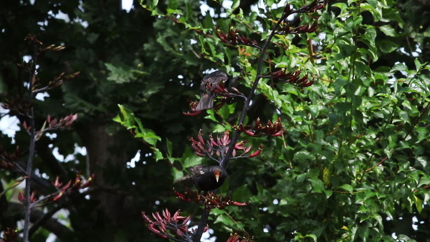 Common flax pods Stock Video Footage - 4K and HD Video Clips | Shutterstock