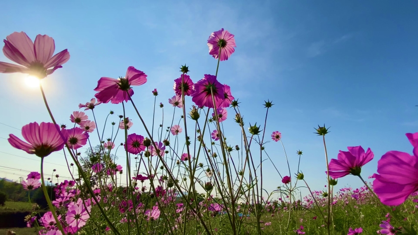 Beautiful Flowers in Blooming Scene Stock Footage Video (100% Royalty ...
