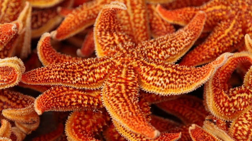 Starfish are Marine Invertebrates, This Stock Footage Video (100% ...