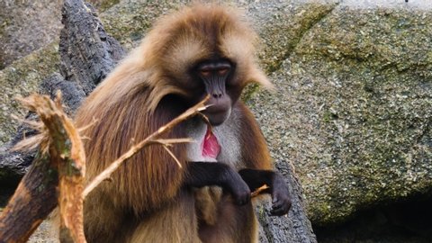 Close Male Bleeding Heart Monkey Scratching Stock Footage Video (100% ...