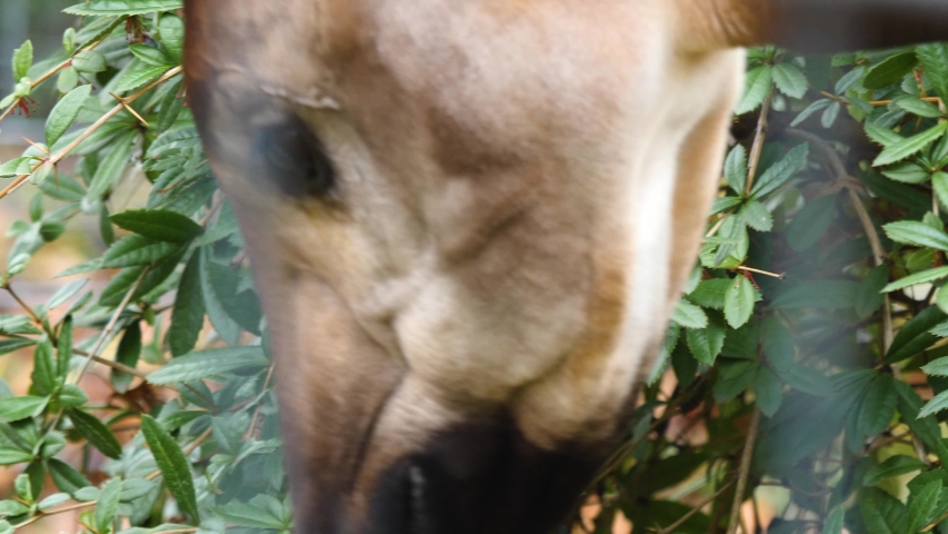 Okapi Eating from a Bush Stock Footage Video (100% Royalty-free ...