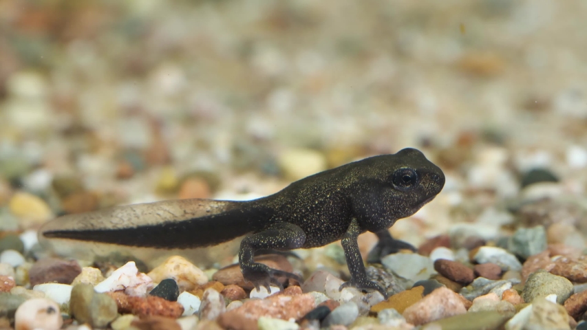 142 Amphibian tadpoles with legs Stock Video Footage - 4K and HD Video ...