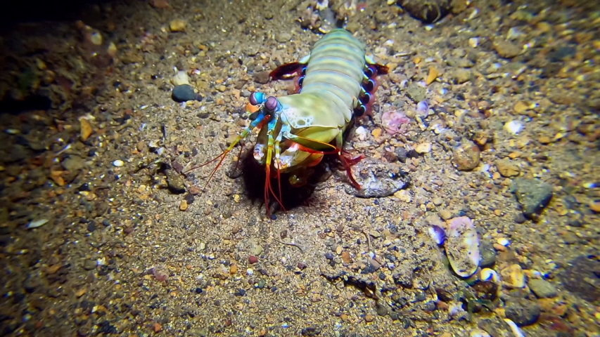 Peacock Mantis Shrimp Odontodactylus scyllarus image - Free stock photo ...