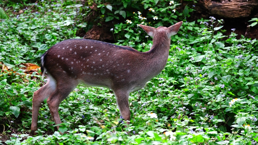 formosan sika deer cervus nippon taiouanus Stock Footage Video (100% ...