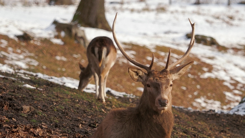 Deer looking into the Camera image - Free stock photo - Public Domain ...
