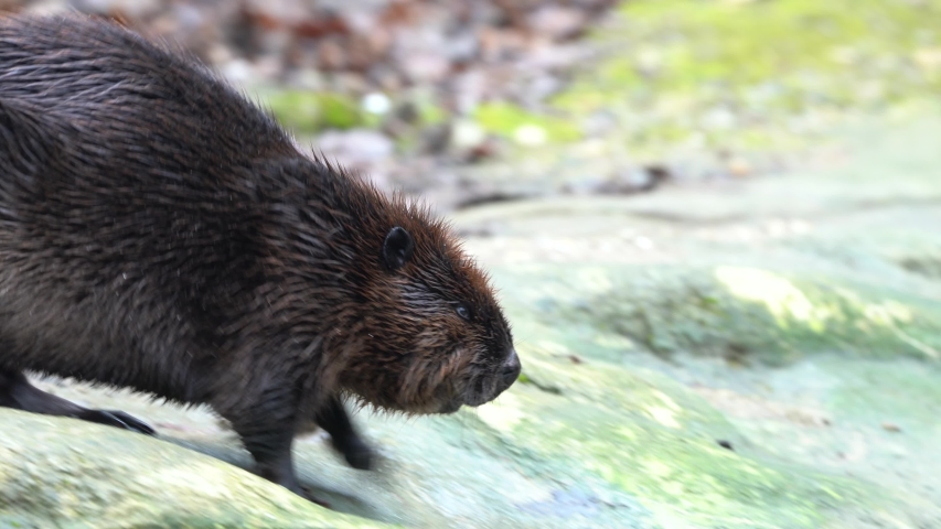 Beaver Tail Stock Video Footage - 4K and HD Video Clips | Shutterstock