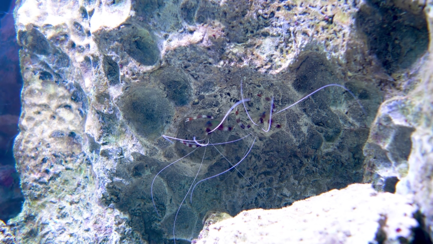 Chitin Stock Video Footage - 4K and HD Video Clips | Shutterstock