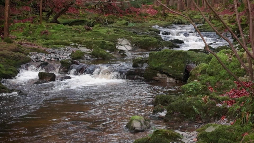 Tollymore Forest Park Stock Video Footage - 4K and HD Video Clips ...
