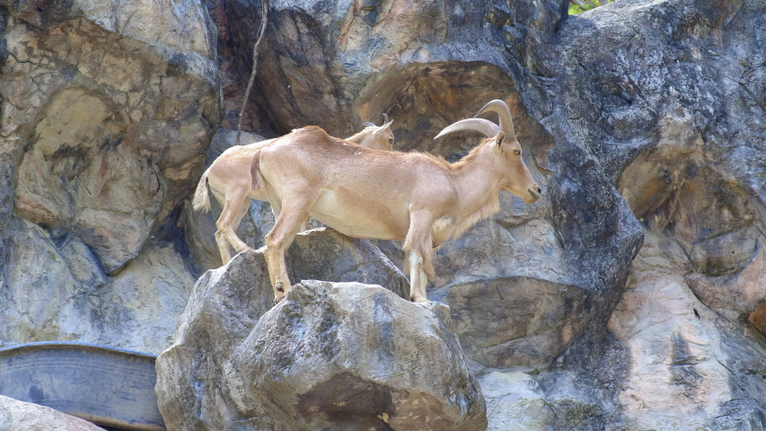 Female Barbary Sheep is Standing Stock Footage Video (100% Royalty-free ...