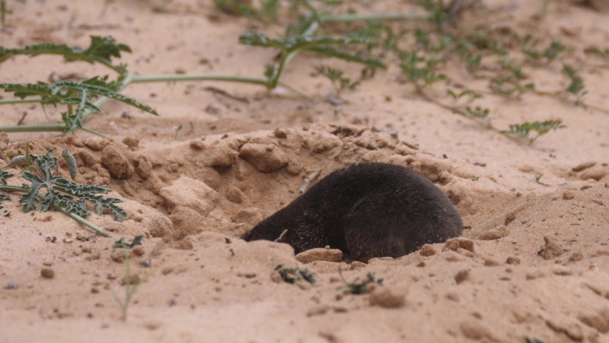 Damara Mole-rat Digs in the 스톡 동영상 비디오(100% 로열티 프리) 1044604957 ...