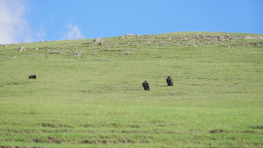 Monk Animal Stock Video Footage - 4K and HD Video Clips | Shutterstock