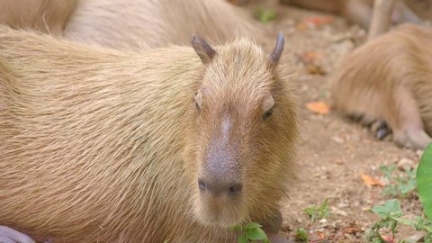 Close View Capybara Head Flies Stock Footage Video (100% Royalty-free ...