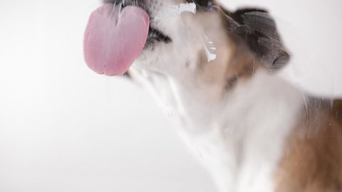 Funny White Dog Licking Screen Video Stock Footage Video (100% Royalty ...