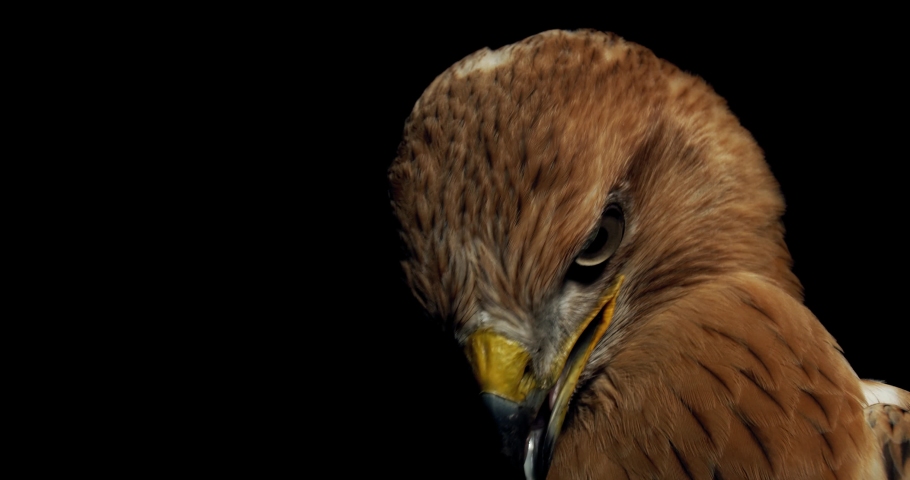 Close up shot of a Falcon image - Free stock photo - Public Domain ...