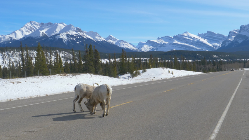 wild sheep wander off their pastures Stock Footage Video (100% Royalty ...