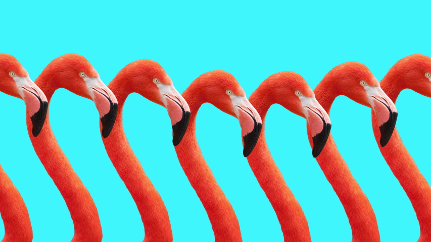 Animated Pink Flamingo Walking Sequence Stock Footage Video (100% ...