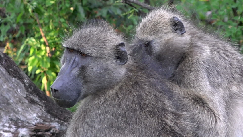 closeup female baboon monkey grooming male Stock Footage Video (100% ...