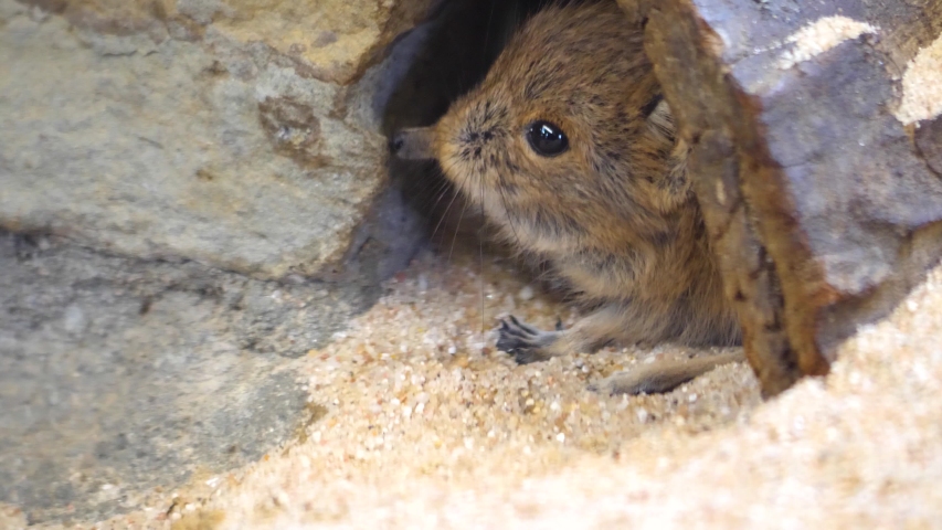 Elephant shrew Stock Video Footage - 4K and HD Video Clips | Shutterstock