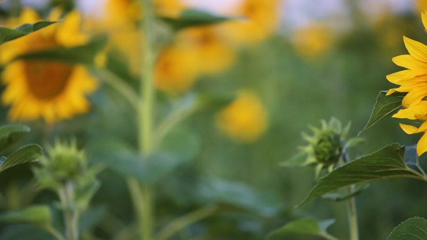 close yellow sunflower moving on light Stock Footage Video (100% ...
