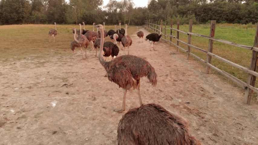 Flock of Ostriches in the landscape image - Free stock photo - Public ...