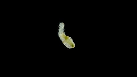 Polychaete Worm Larva Under Microscope Phyllodocidae Stock Footage ...