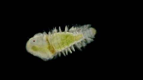 Polychaete Worm Larva Under Microscope Phyllodocidae Stock Footage ...