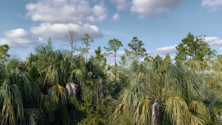 Forest Path at Everglades National Park, Florida image - Free stock ...