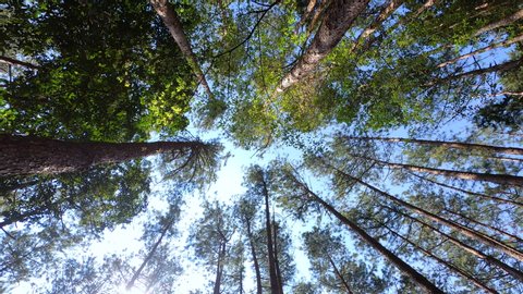 Time Warp Tall Pine Trees Blue Stock Footage Video (100% Royalty-free ...