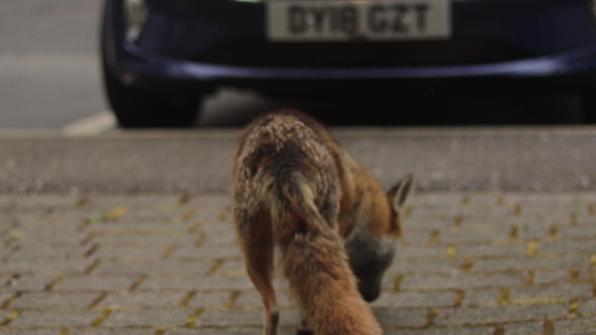 Curled Up Fox image - Free stock photo - Public Domain photo - CC0 Images