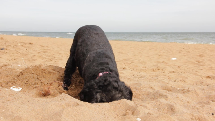Black cockapoo Stock Video Footage - 4K and HD Video Clips | Shutterstock