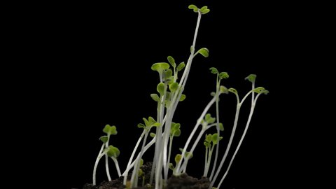 Growing Plants Timelapse Dying Plant Sprouts Stock Footage Video (100% ...