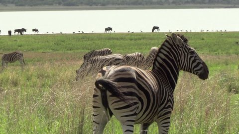 Alert Plains Zebra Mare Urinating Field Stock Footage Video (100% ...