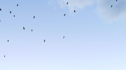 Flock Ravens Flying Against Blue Sky Stock Footage Video (100% Royalty ...
