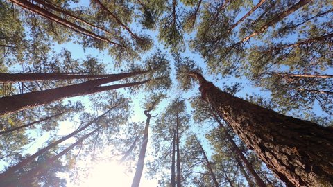 Time Warp Tall Pine Trees Blue Stock Footage Video (100% Royalty-free ...