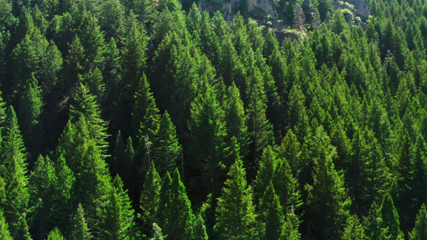Mountainside full of trees image - Free stock photo - Public Domain ...