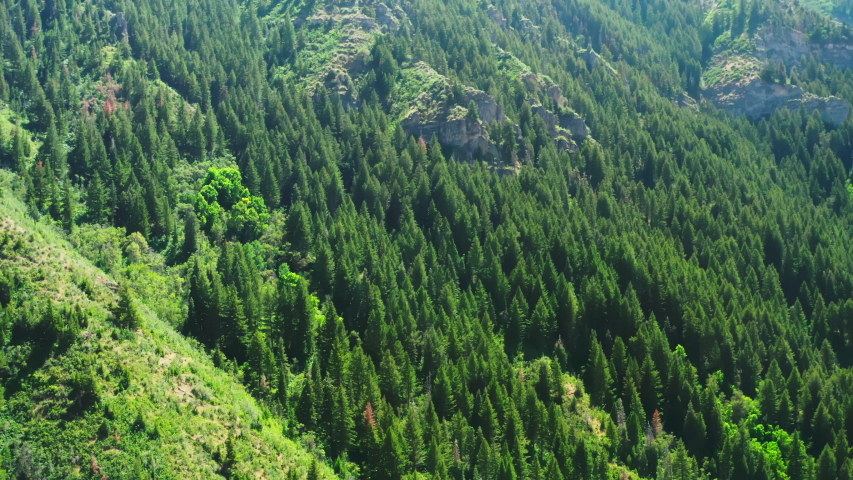 Mountainside full of trees image - Free stock photo - Public Domain ...