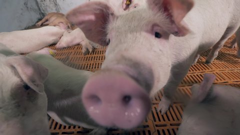 Farm Pigs Resting Sniffing Camera Modern Stock Footage Video (100% ...