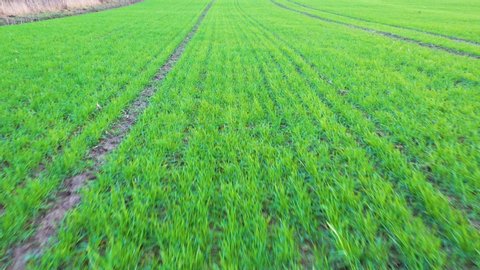 Fresh Spring Green Grass Clean Fresh Stock Footage Video (100% Royalty ...