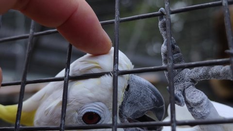 Close Cockatiel Parrot Enjoying Head Scratching Stock Footage Video ...