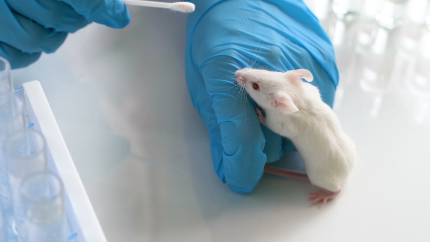 Laboratory rat Stock Video Footage - 4K and HD Video Clips | Shutterstock