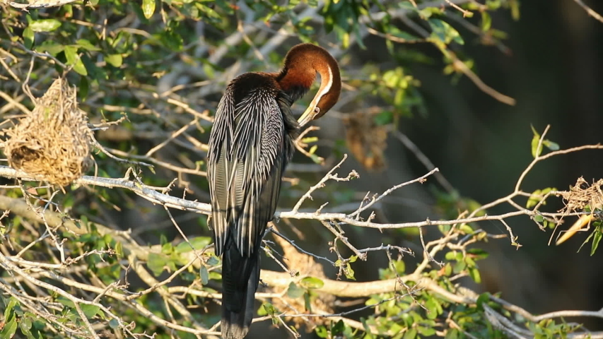 Anhinga -- Anhinga rufa image - Free stock photo - Public Domain photo ...