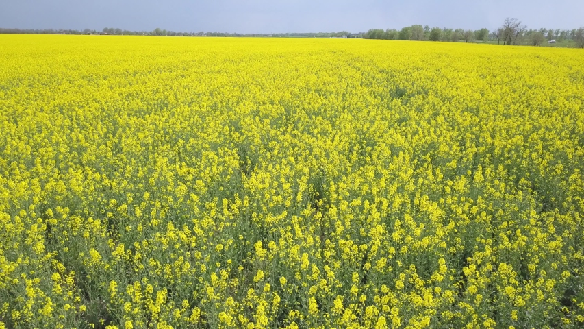 Flower Strips Stock Video Footage - 4K and HD Video Clips | Shutterstock