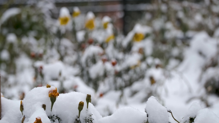 Frozen flower petals in snow image - Free stock photo - Public Domain ...